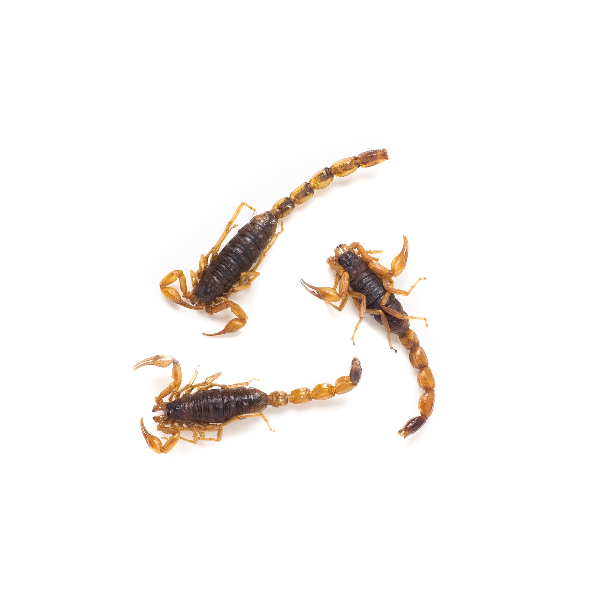 Buy Armour Tail Scorpions NZ | Edible Whole Scorpions | Eat Crawlers ...